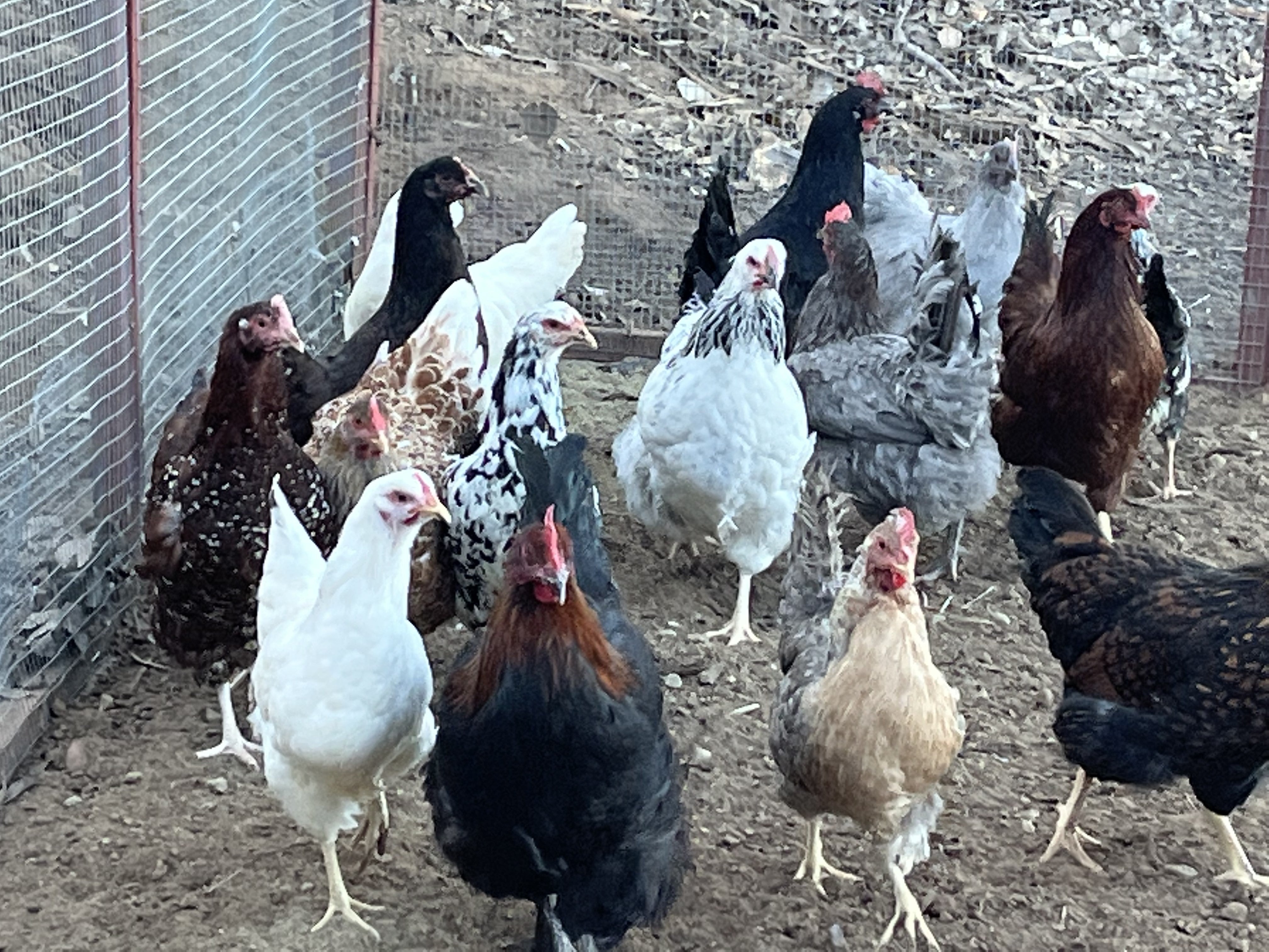 Preorder Standard Chickies – Backyard Chickies