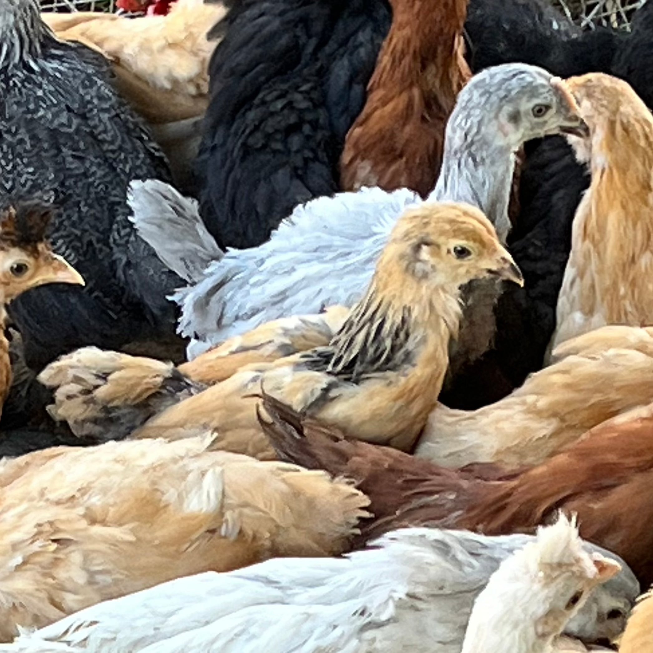 Available Now – Backyard Chickies