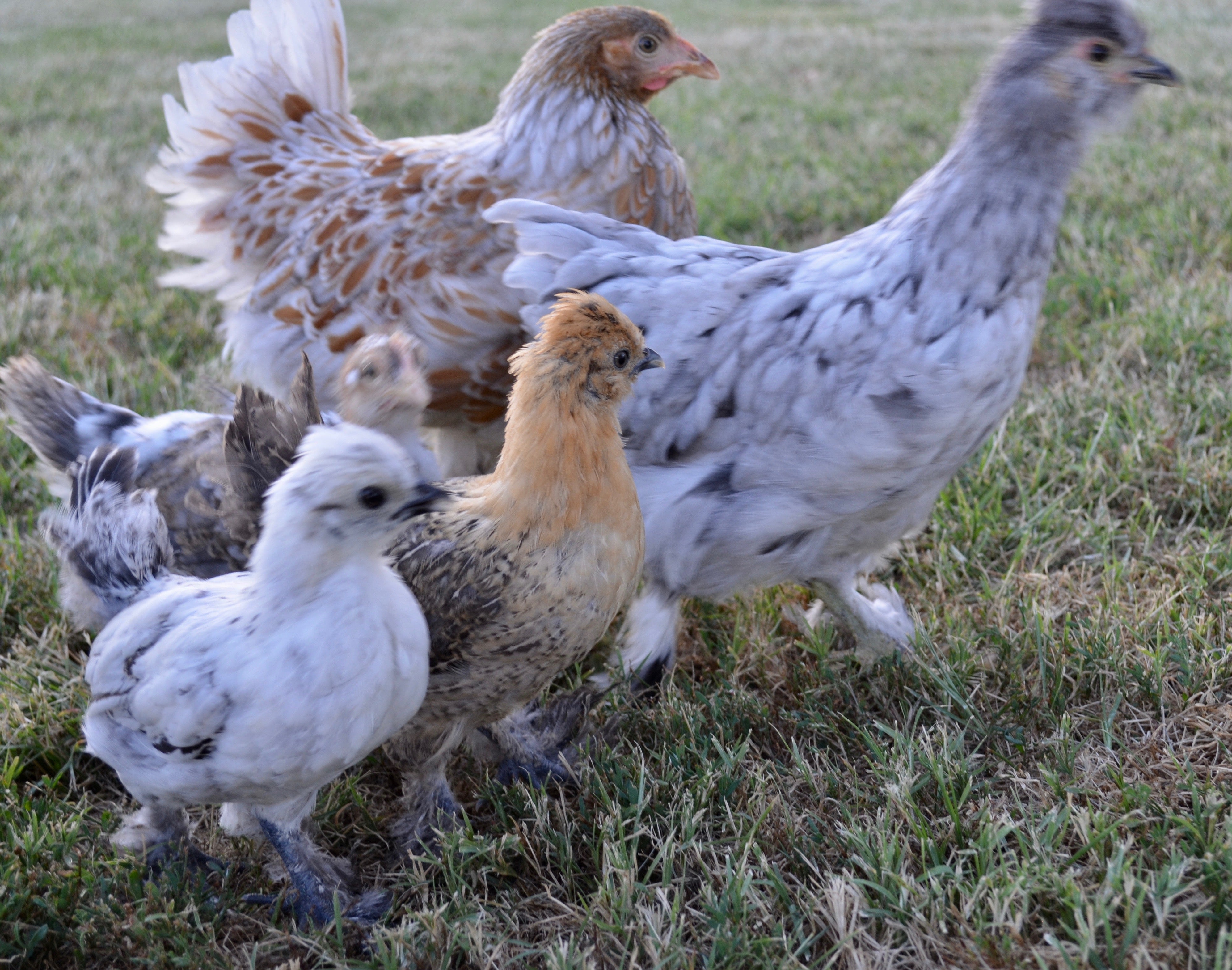 Bundles of Chickies and More! – Backyard Chickies