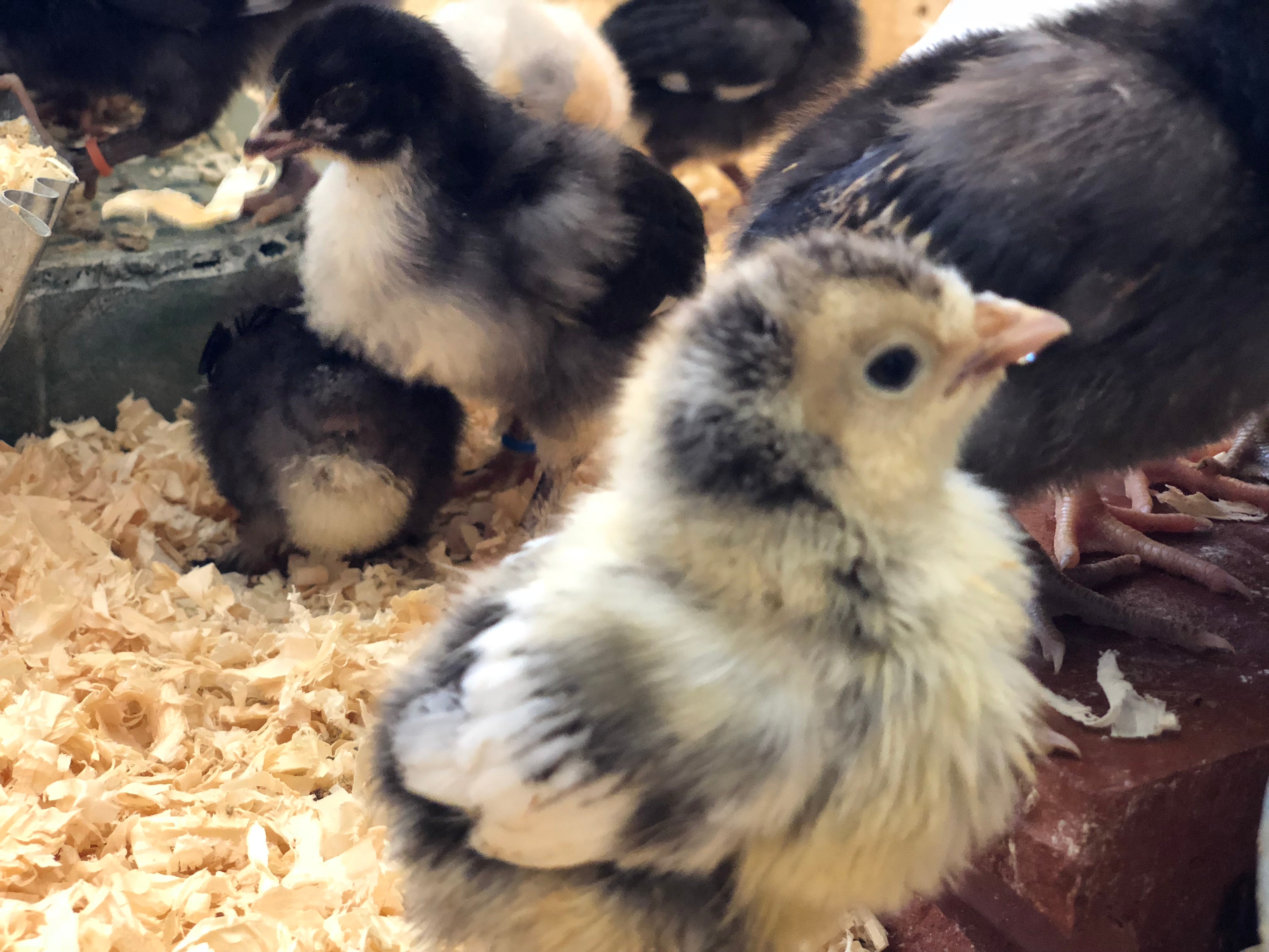 Upcoming Hatches for Local Pickup – Backyard Chickies
