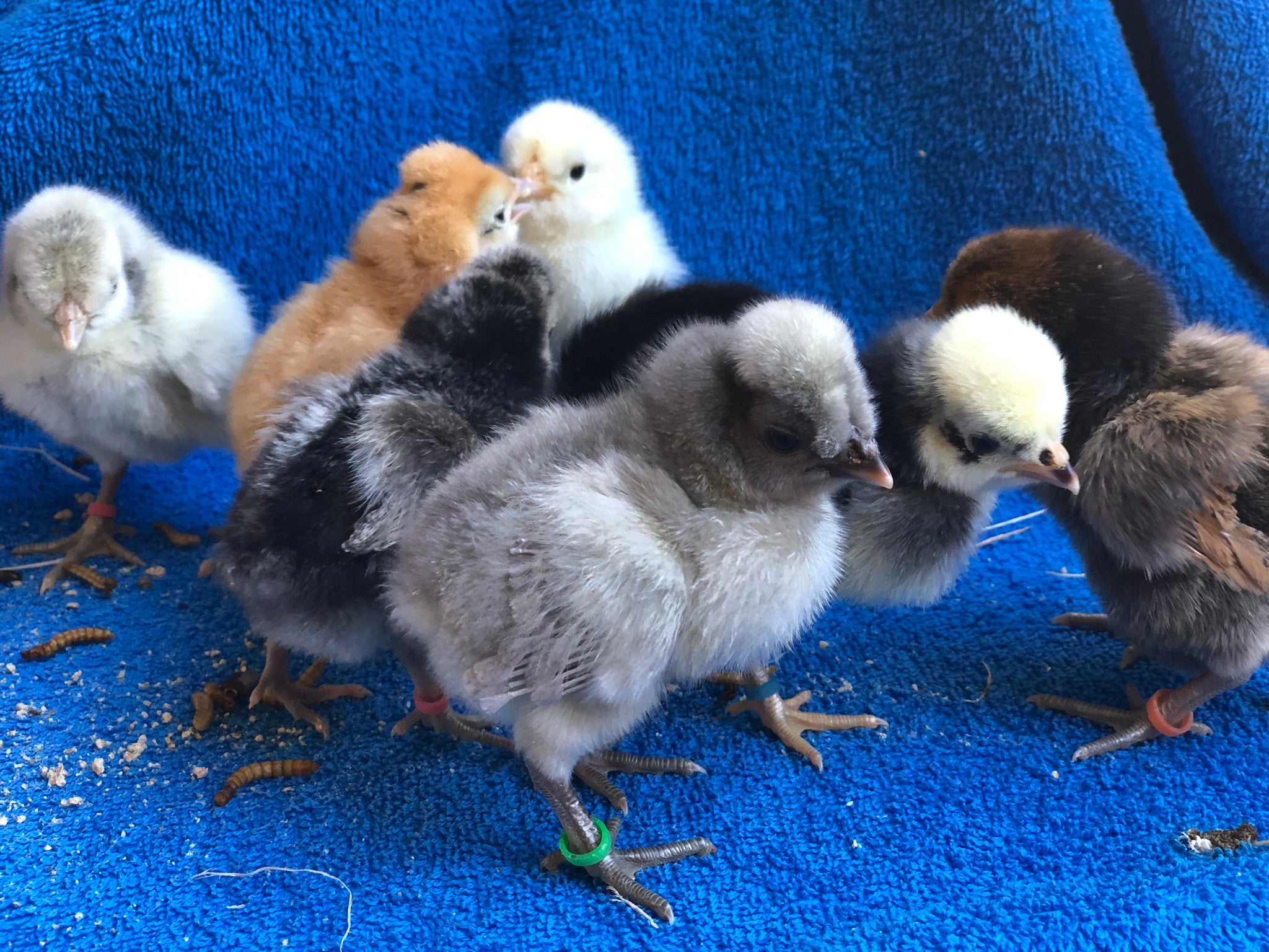 Polish Chickies – Backyard Chickies