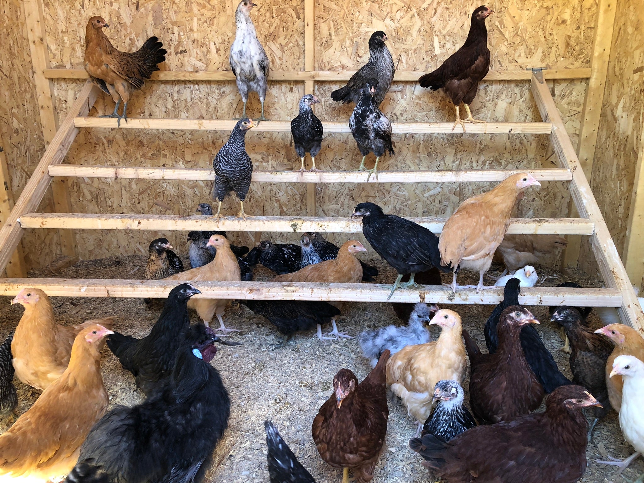 Standard Egg Layers – Backyard Chickies