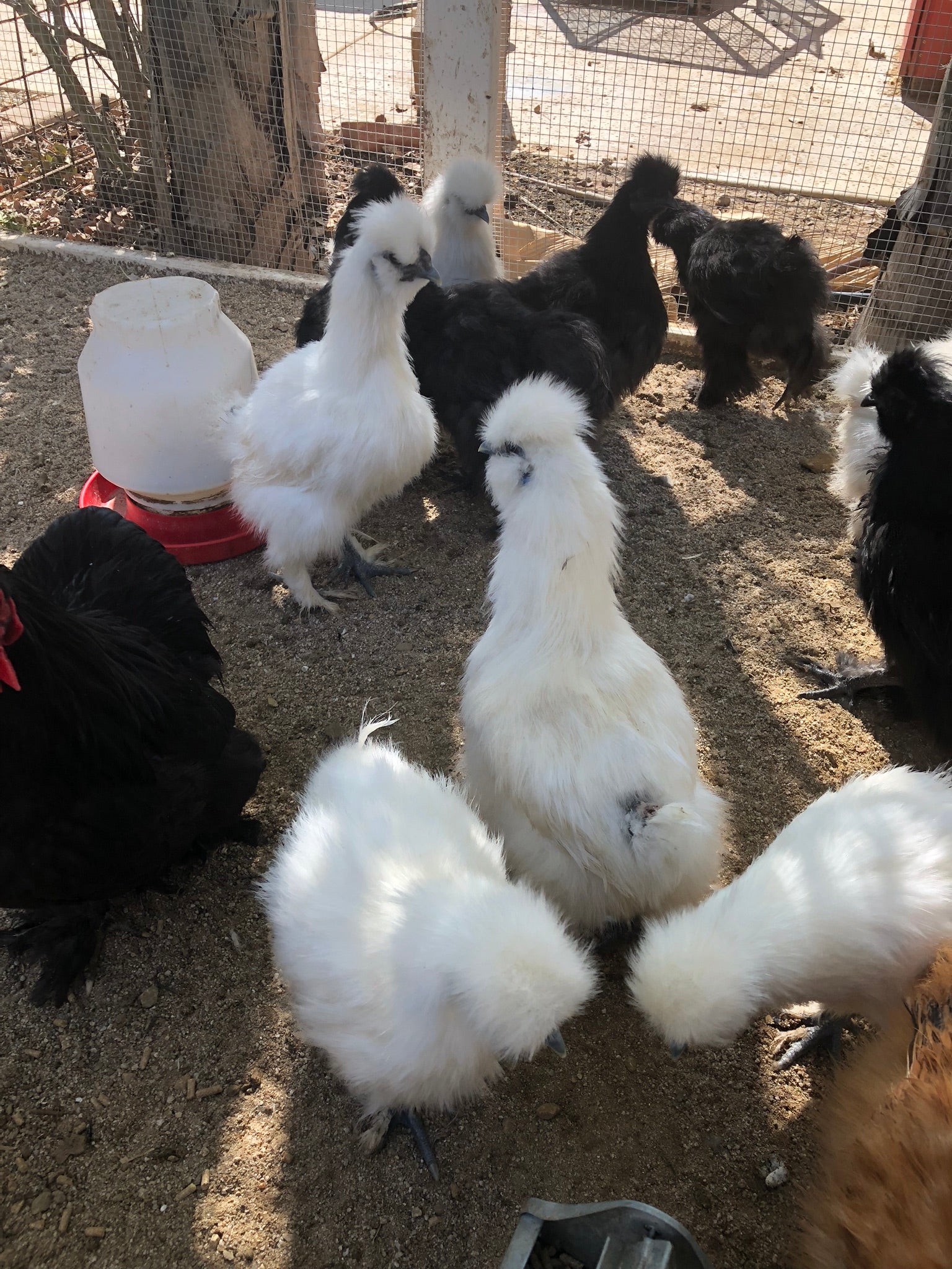 Silkies – Backyard Chickies