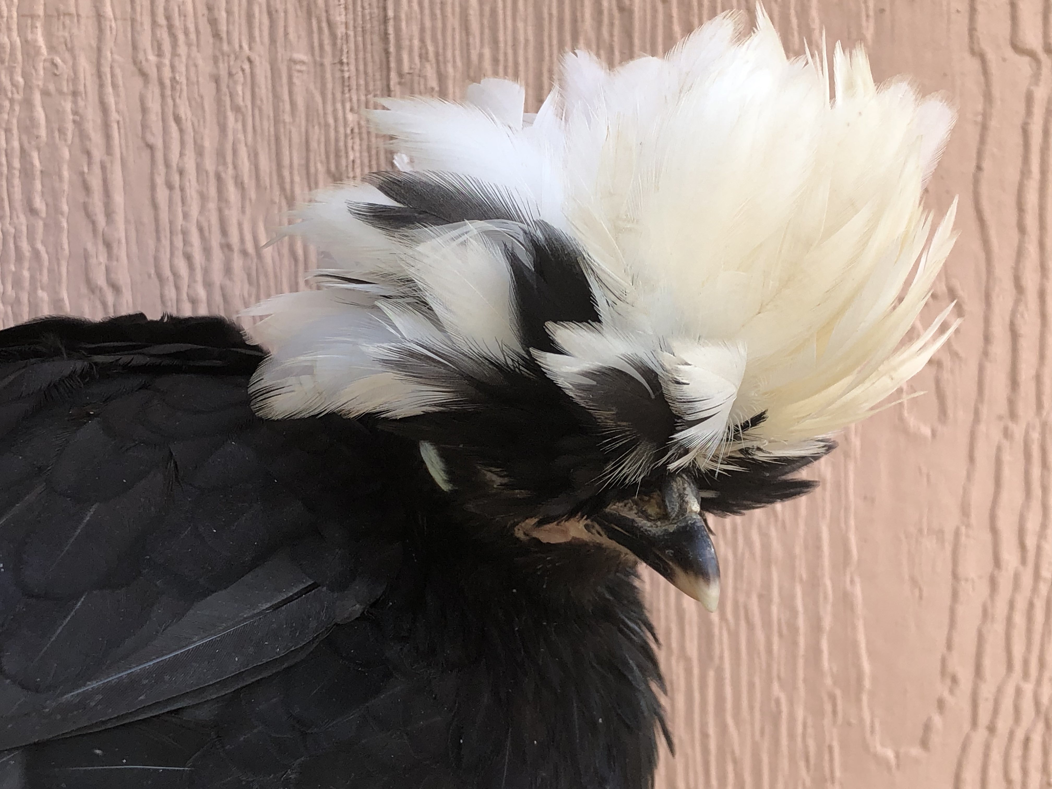 Color negro con cresta blanco polaco: disponible ahora – Backyard Chickies