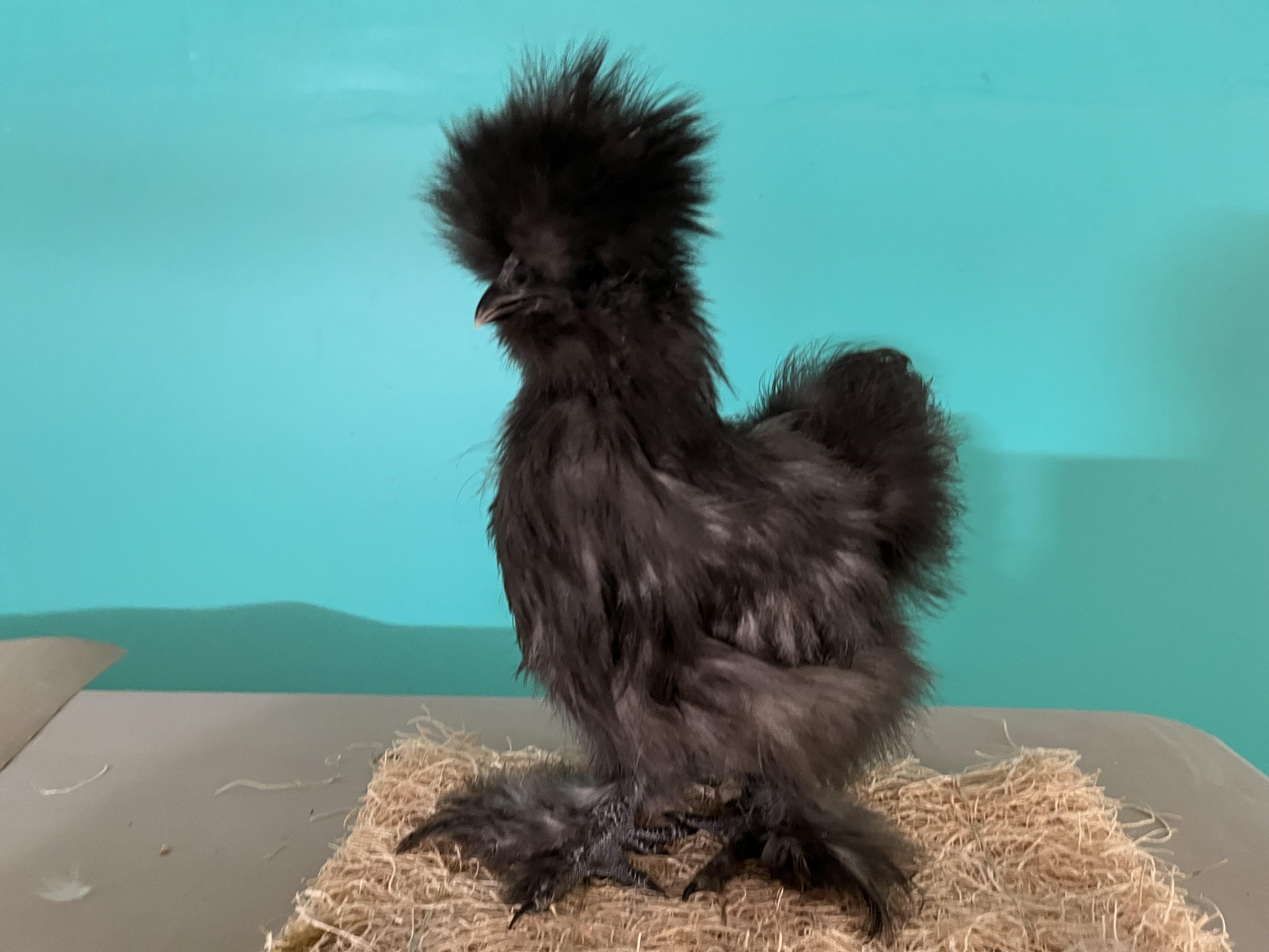 Hembras Silkie azules: disponibles ahora – Backyard Chickies