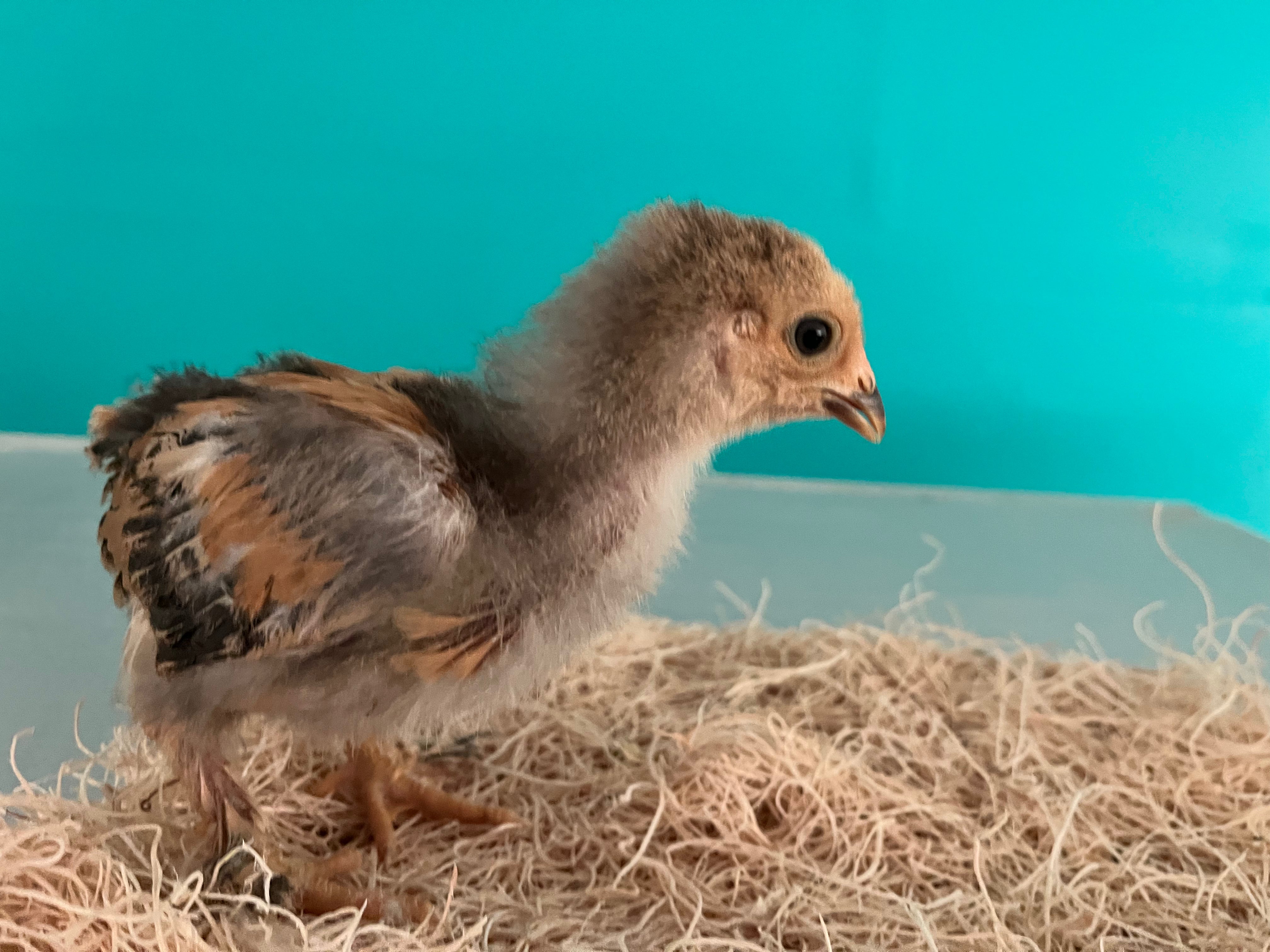 Buff Brahma -- Upcoming Hatches – Backyard Chickies