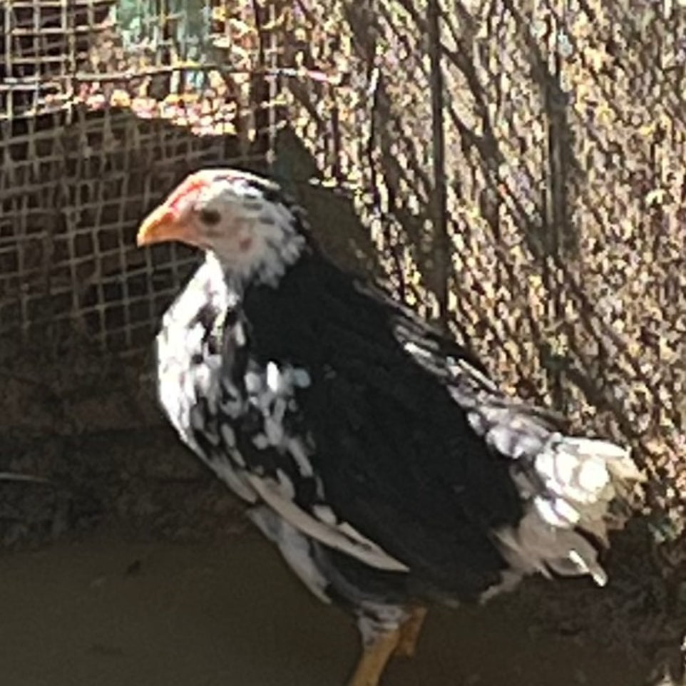 Mottled Ancona -- Available Now – Backyard Chickies