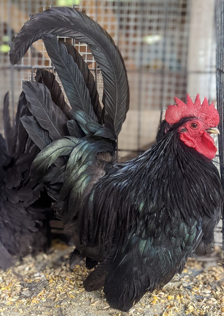 Black Japanese BANTAM -- Upcoming Hatches – Backyard Chickies