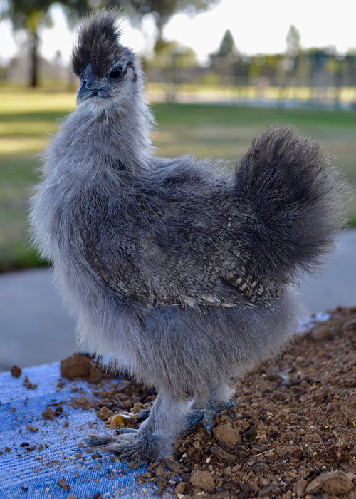 Silkies – Backyard Chickies