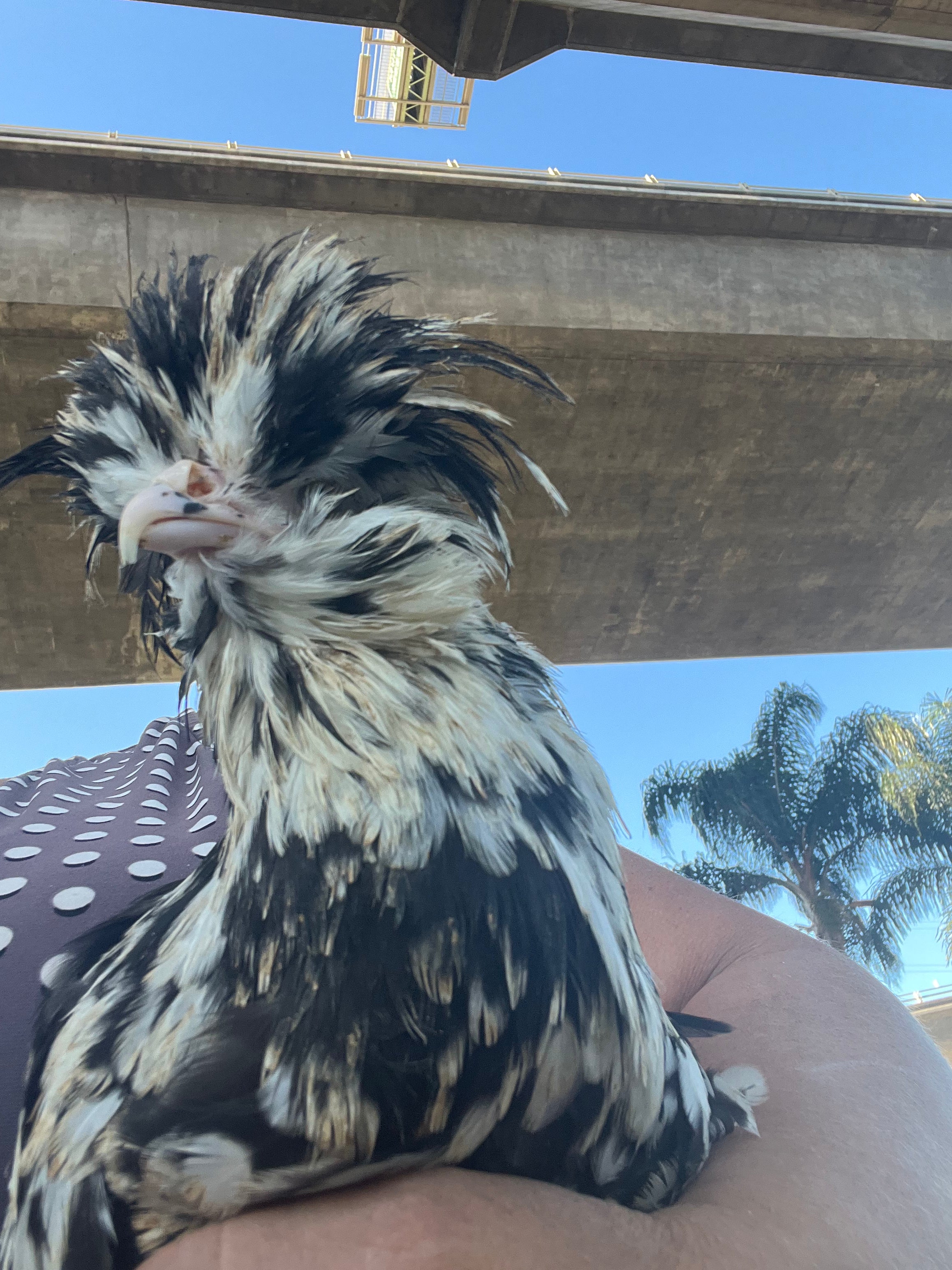 Mottled Houdan -- Upcoming Hatches – Backyard Chickies