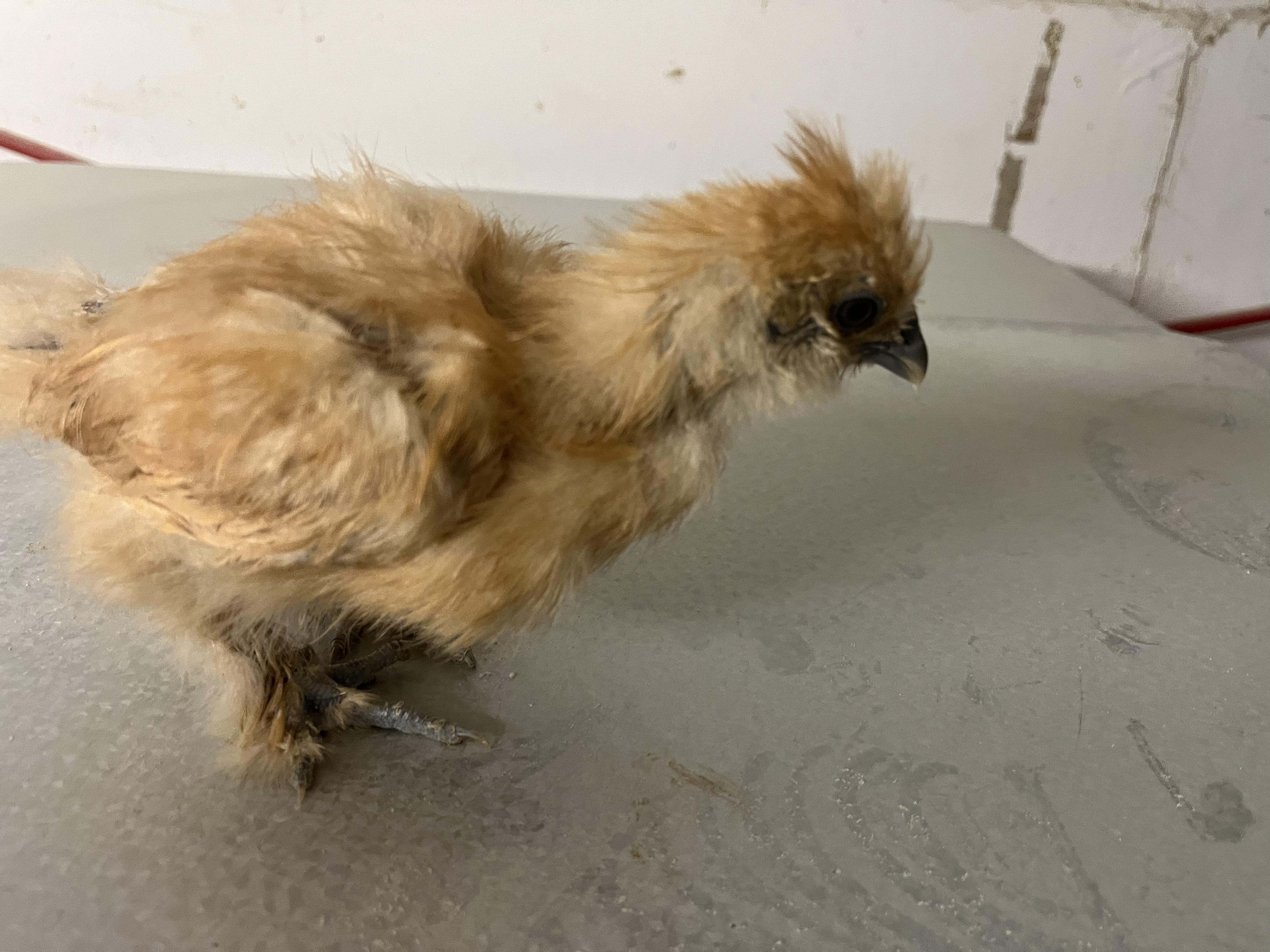 Buff Silkie Females -- Preorder – Backyard Chickies