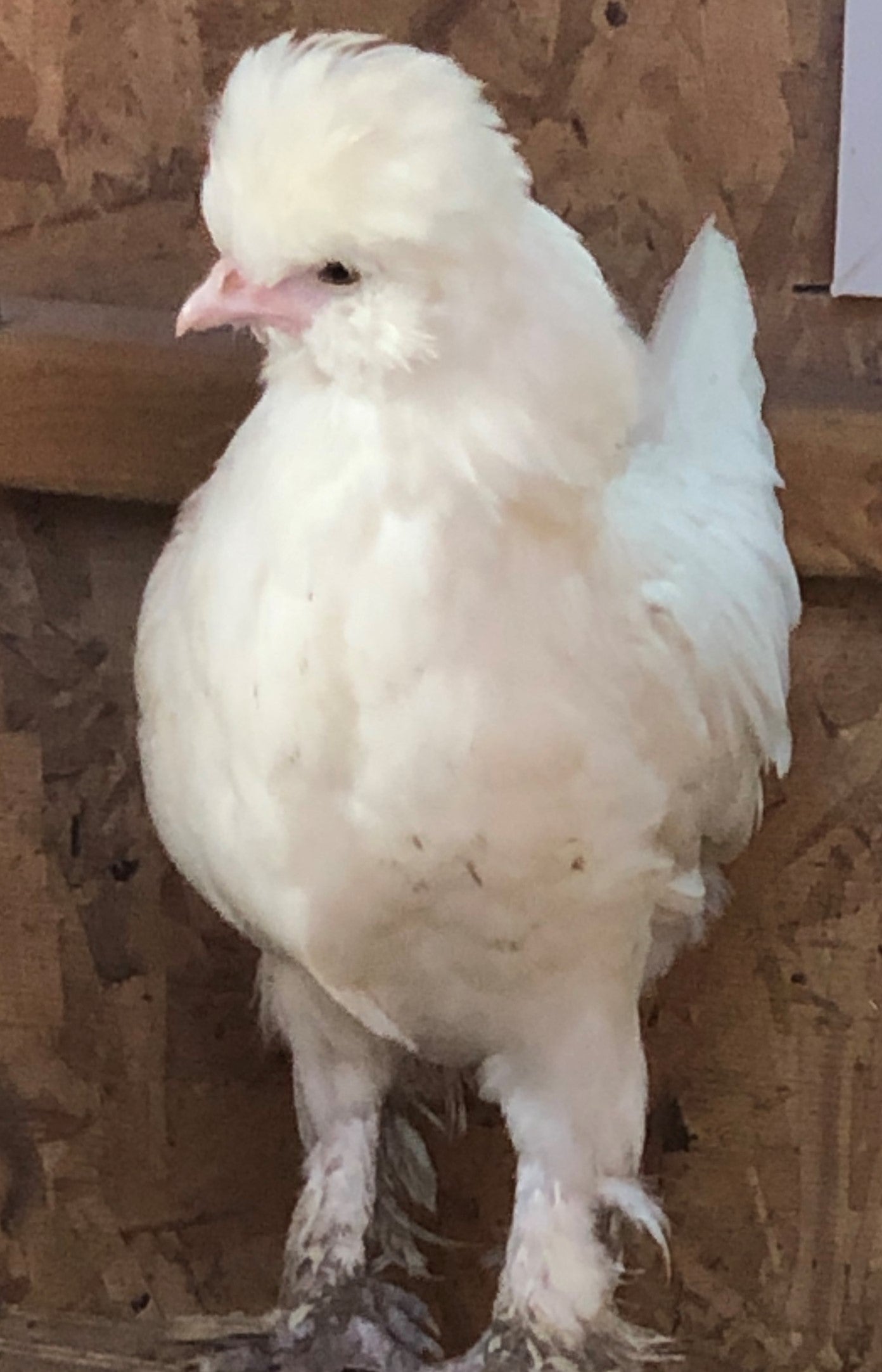 White Sultan -- Upcoming Hatches – Backyard Chickies