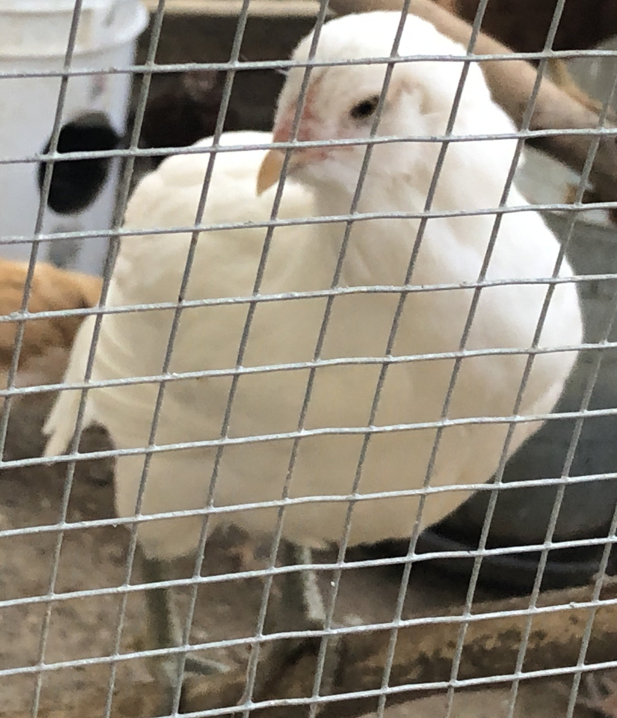 White Easter Egger Chickens