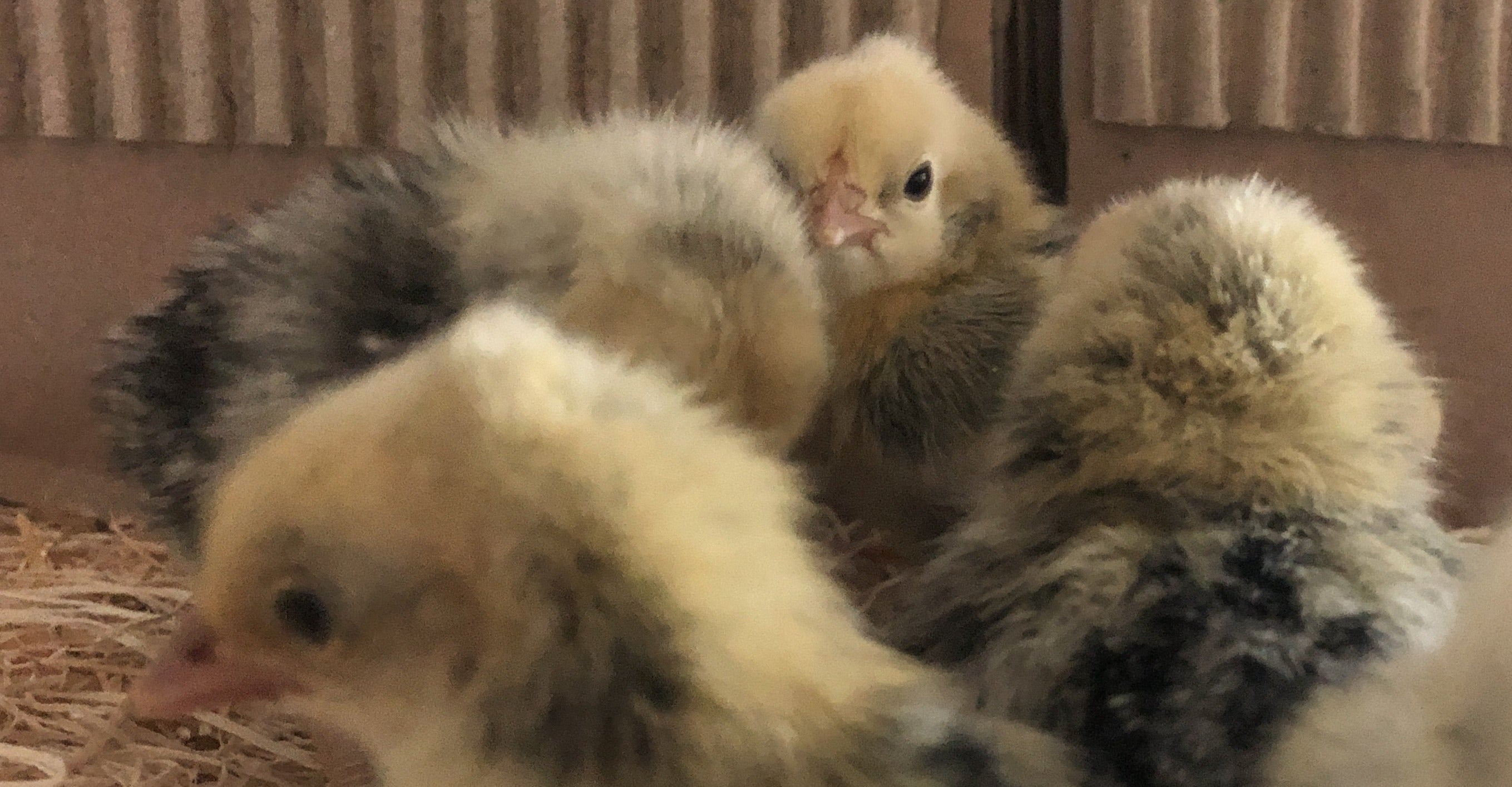 Sebright -- Silver -- Upcoming Hatches – Backyard Chickies