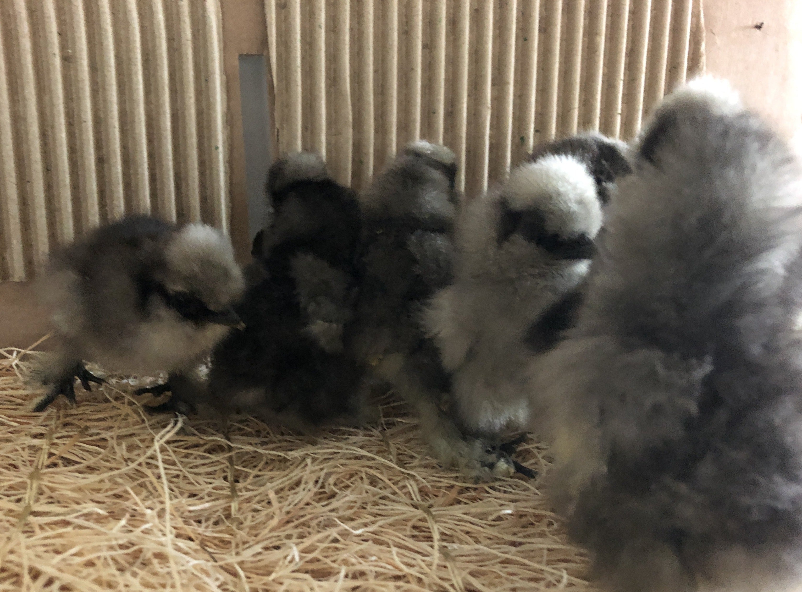 Baby Silkie Chickens
