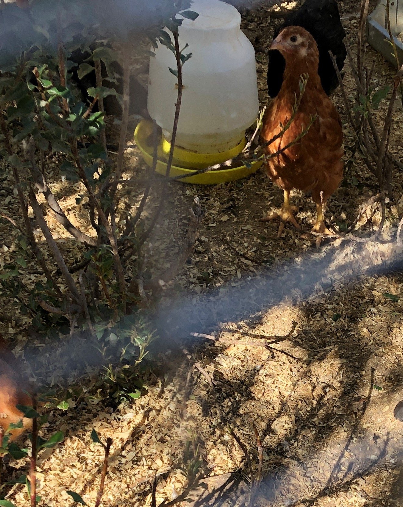 New Hampshire Red -- Upcoming Hatches – Backyard Chickies