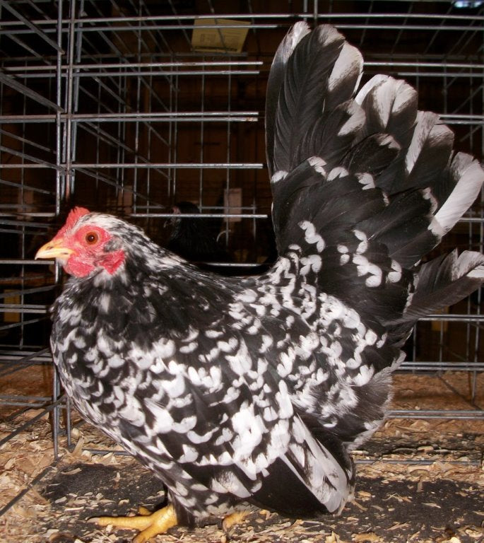 Black Tail Buff Japanese Bantam