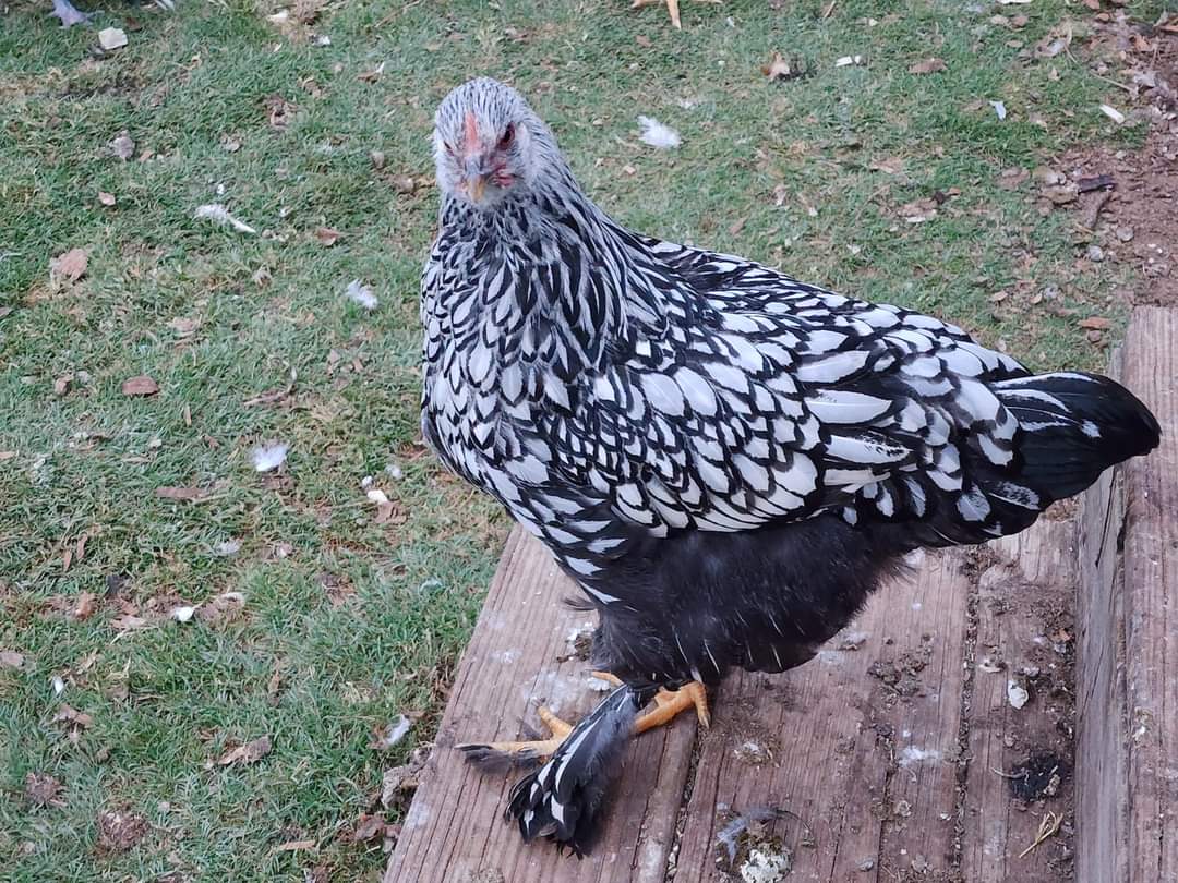 Cochin STANDARDS --Silver Laced Color -- Upcoming Hatch – Backyard Chickies