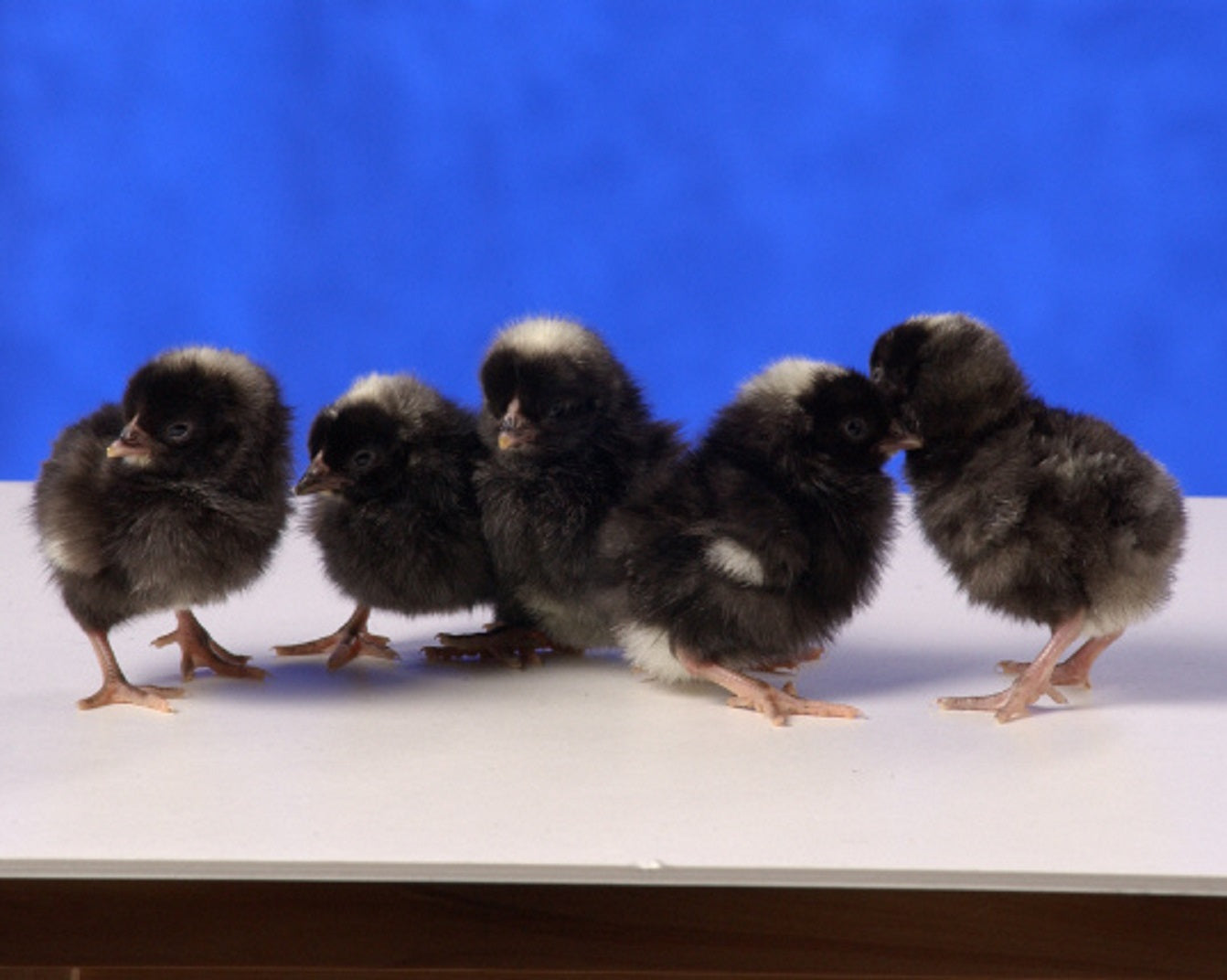 Dominique BANTAM -- Upcoming Hatches – Backyard Chickies