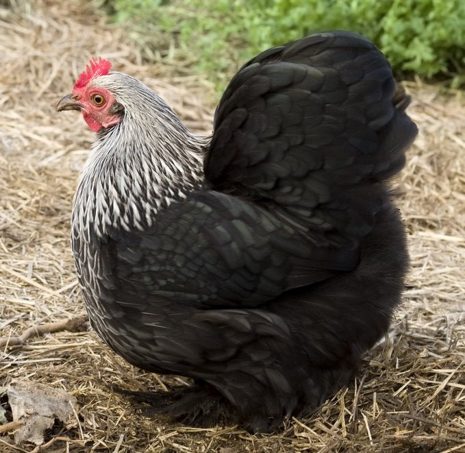 Black Cochin Chickens