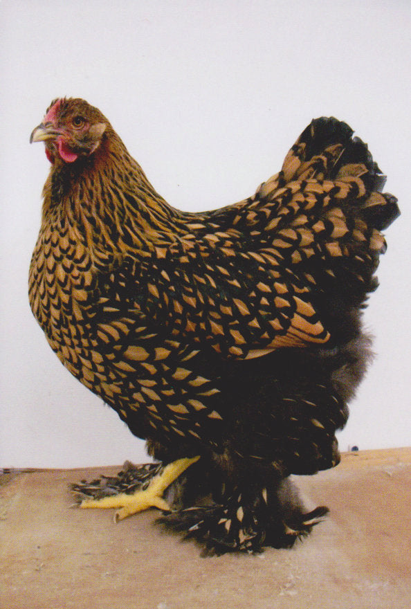 Cochin STANDARDS --Gold Laced Color -- Upcoming Hatch – Backyard Chickies