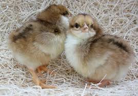 Speckled Sussex -- Upcoming Hatches – Backyard Chickies