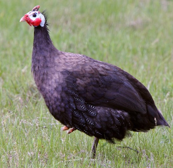 Guineas -- Royal Purple -- Upcoming – Backyard Chickies